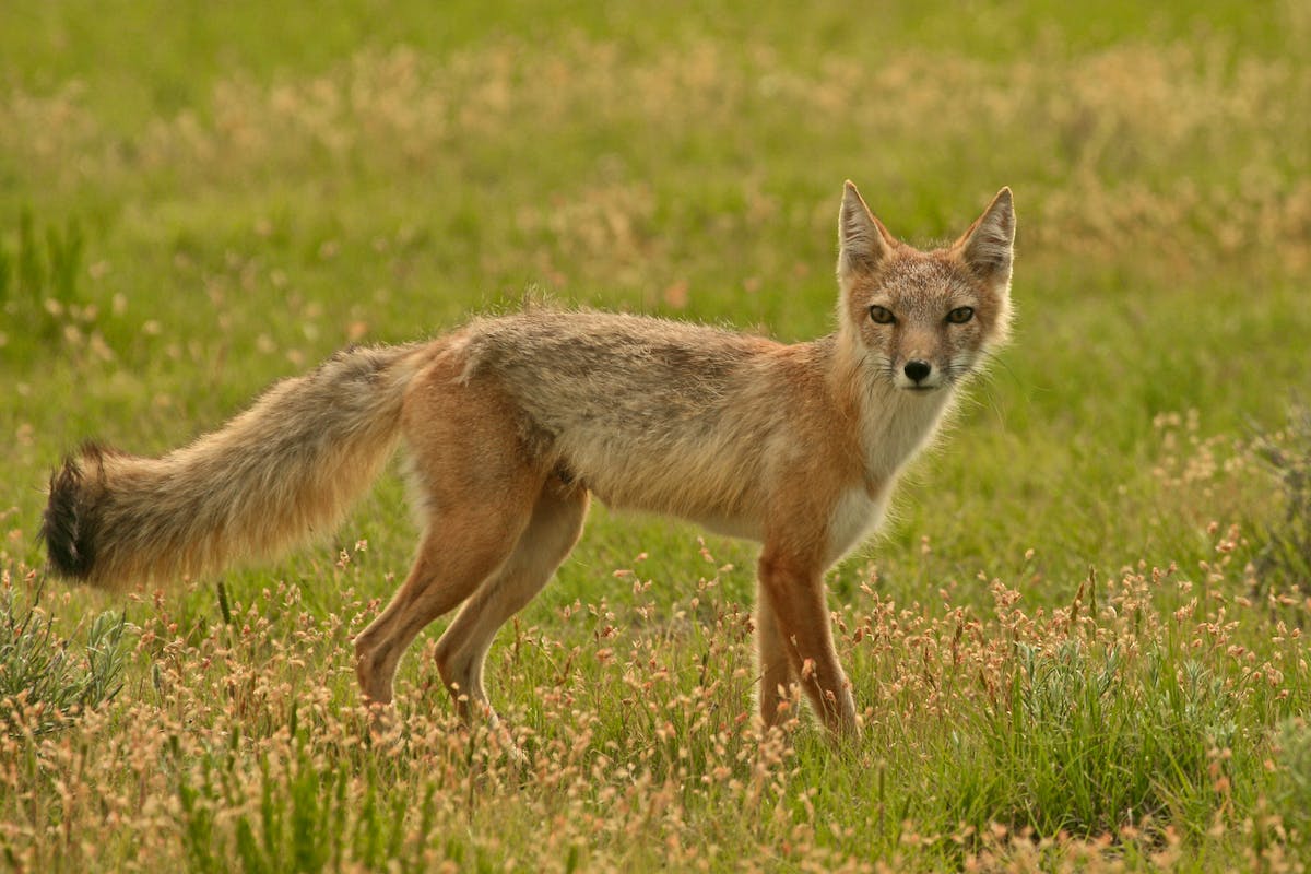 Arctic Fox | Defenders of Wildlife
